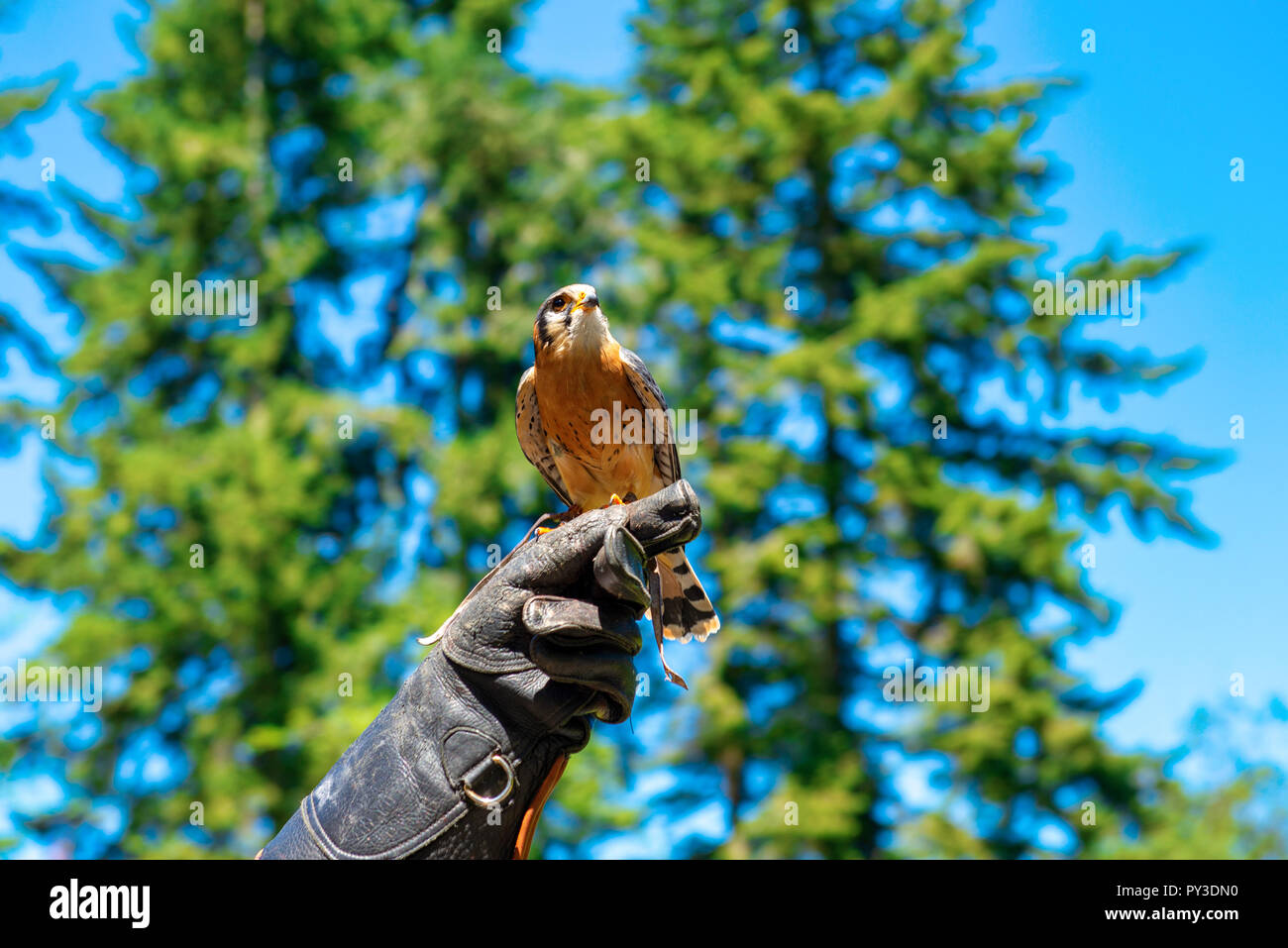 American kestrel in flight hi-res stock photography and images - Alamy