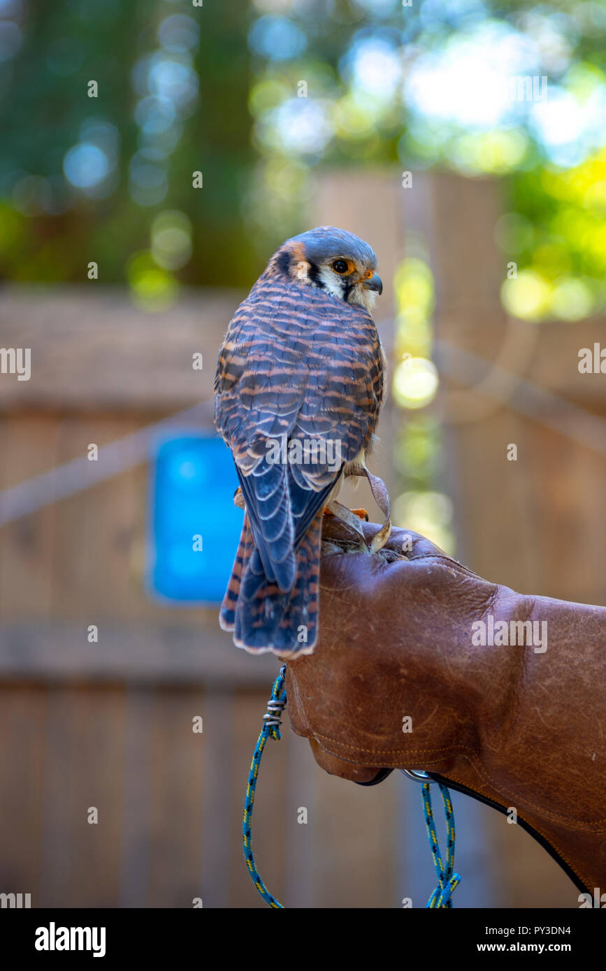 American kestrel flight hi-res stock photography and images - Alamy