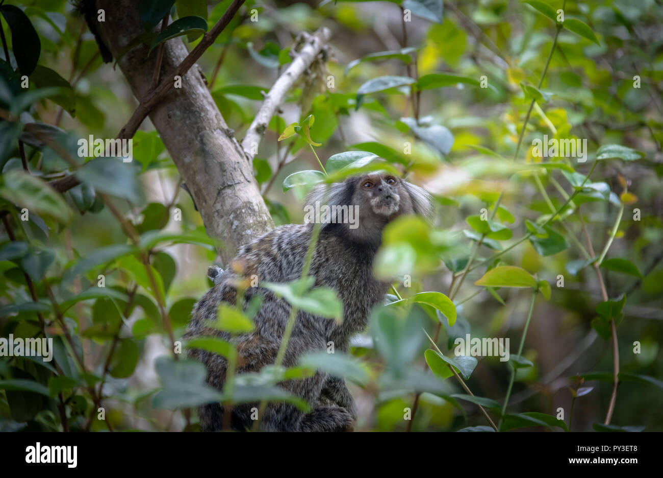 Common marmoset monkey - Rio de Janeiro, Brazil Stock Photo - Alamy