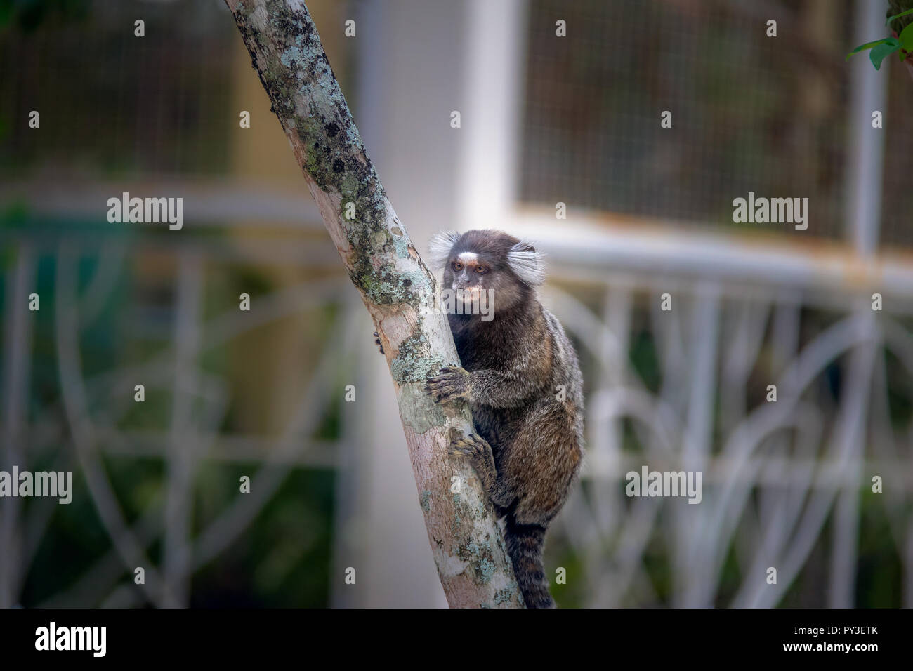 Monkey rio de janeiro hi-res stock photography and images - Alamy