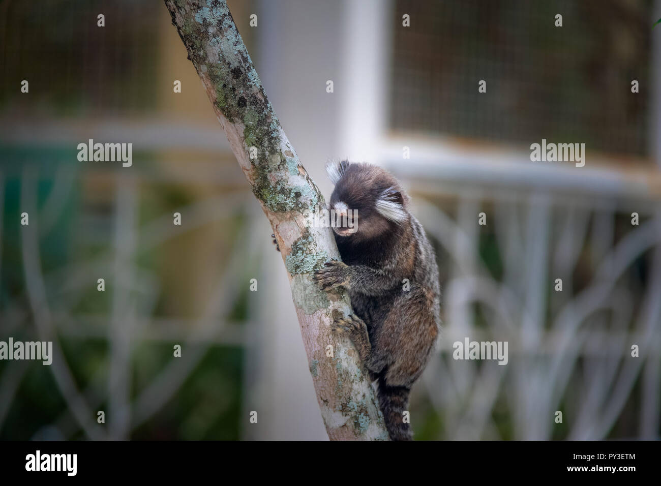 Common marmoset monkey - Rio de Janeiro, Brazil Stock Photo - Alamy