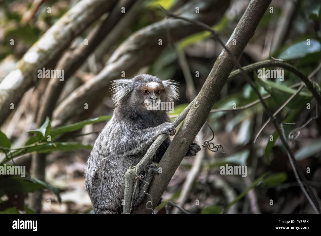 Monkey Rio De Janeiro High Resolution Stock Photography and Images - Alamy