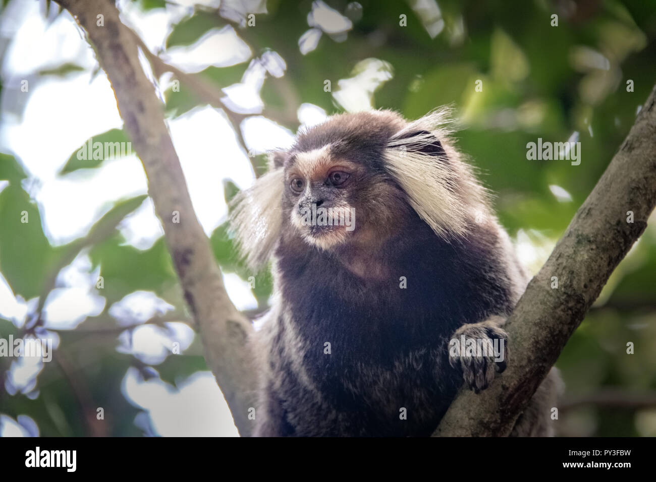 Common marmoset monkey at Urca Mountain trail - Rio de Janeiro, Brazil ...