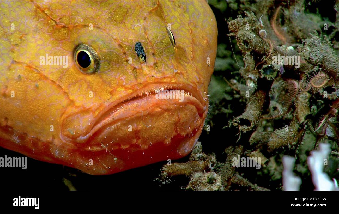 A Hariotta raleighana, or long-nosed chimaera seen at 900 meters during ...