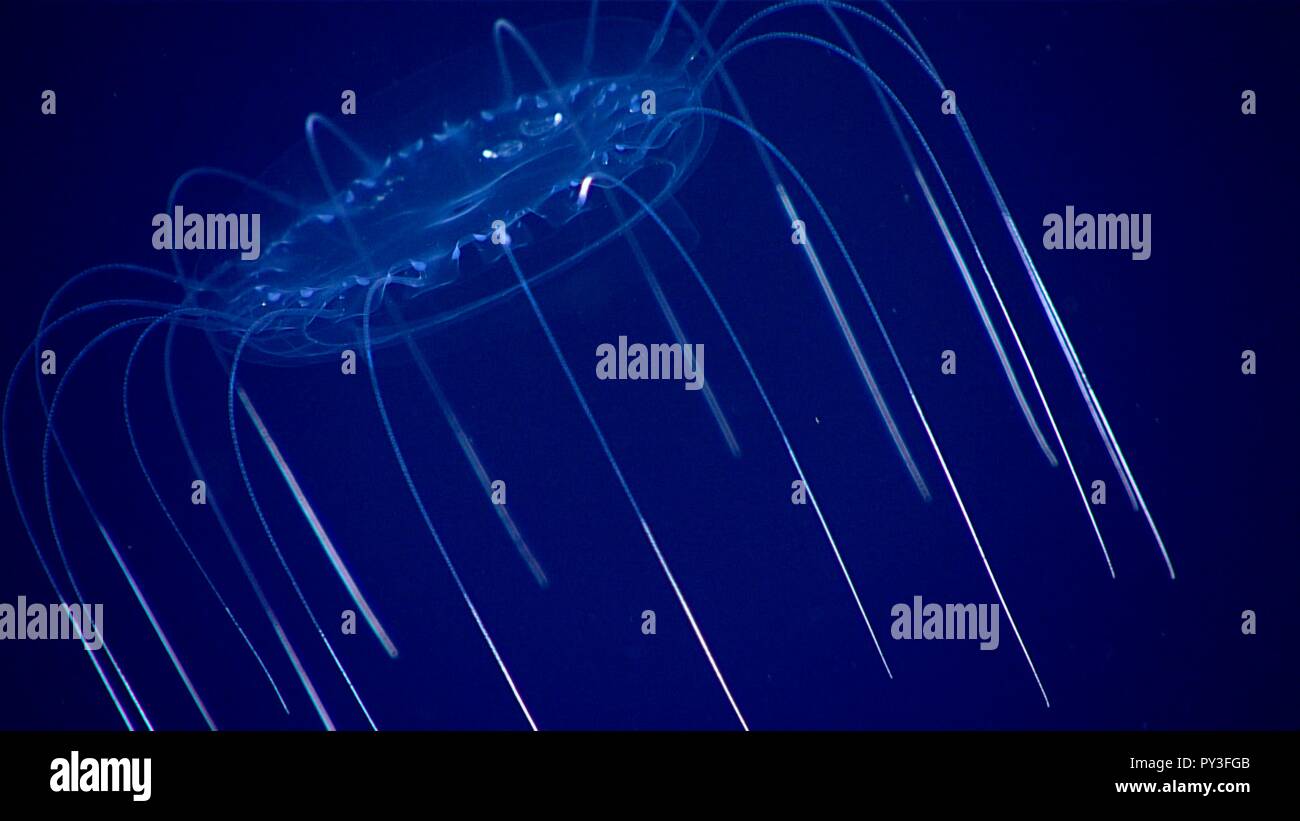 Hydromedusae hi-res stock photography and images - Alamy