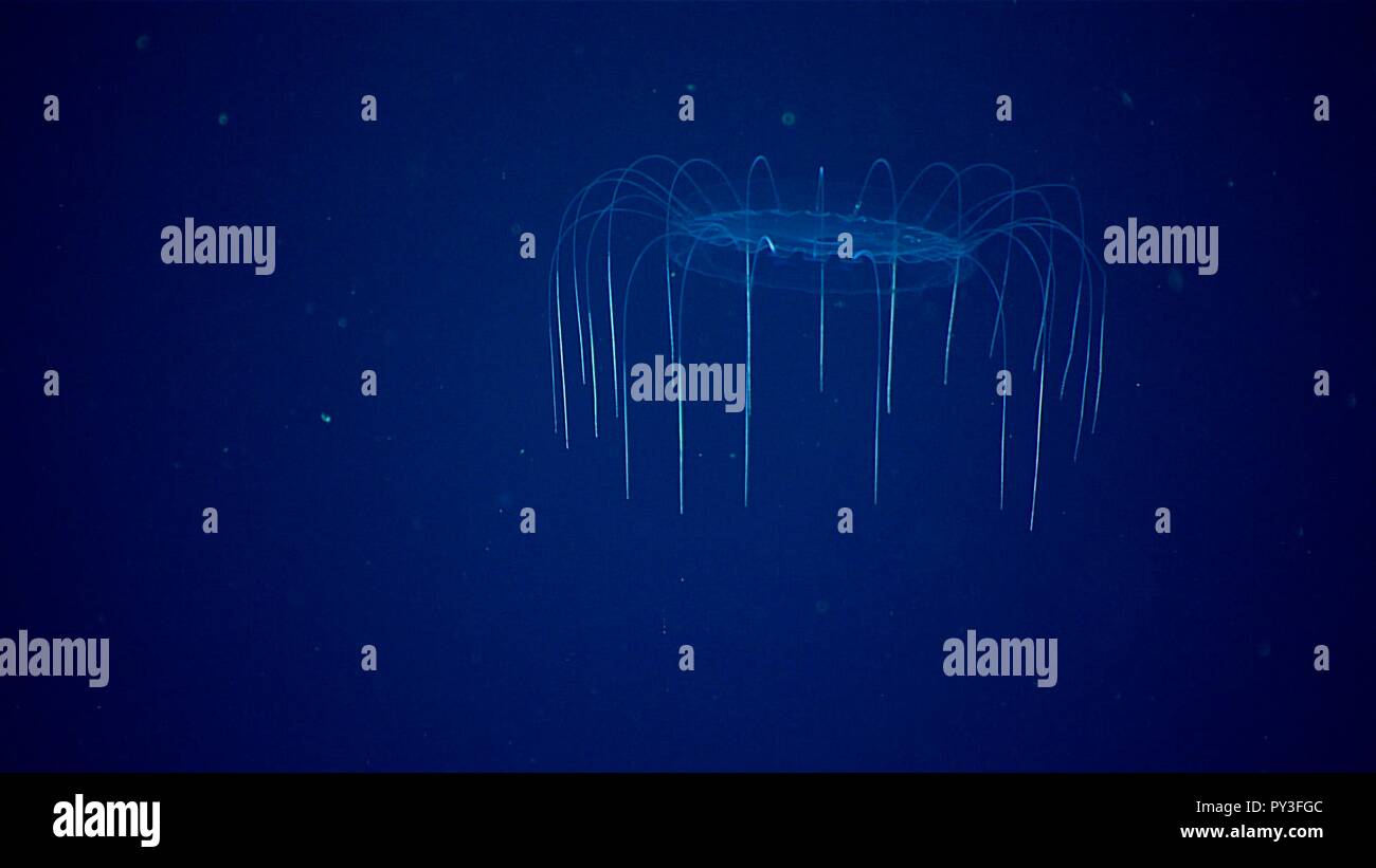 Deep sea research hi-res stock photography and images - Alamy