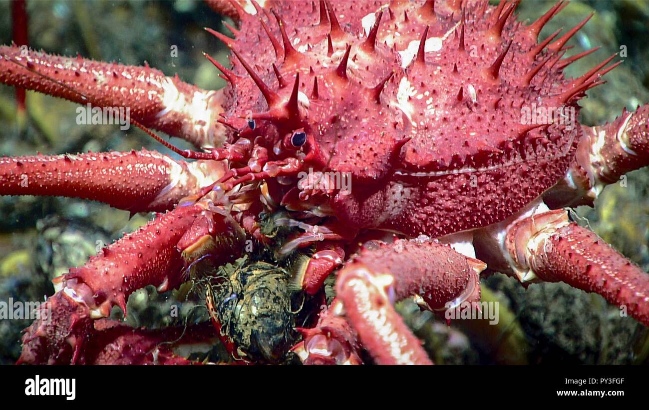 Bathymodiolus brooksi hi-res stock photography and images - Alamy