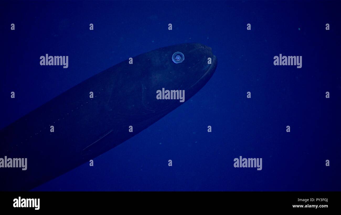 Bathypelagic zone hi-res stock photography and images - Alamy