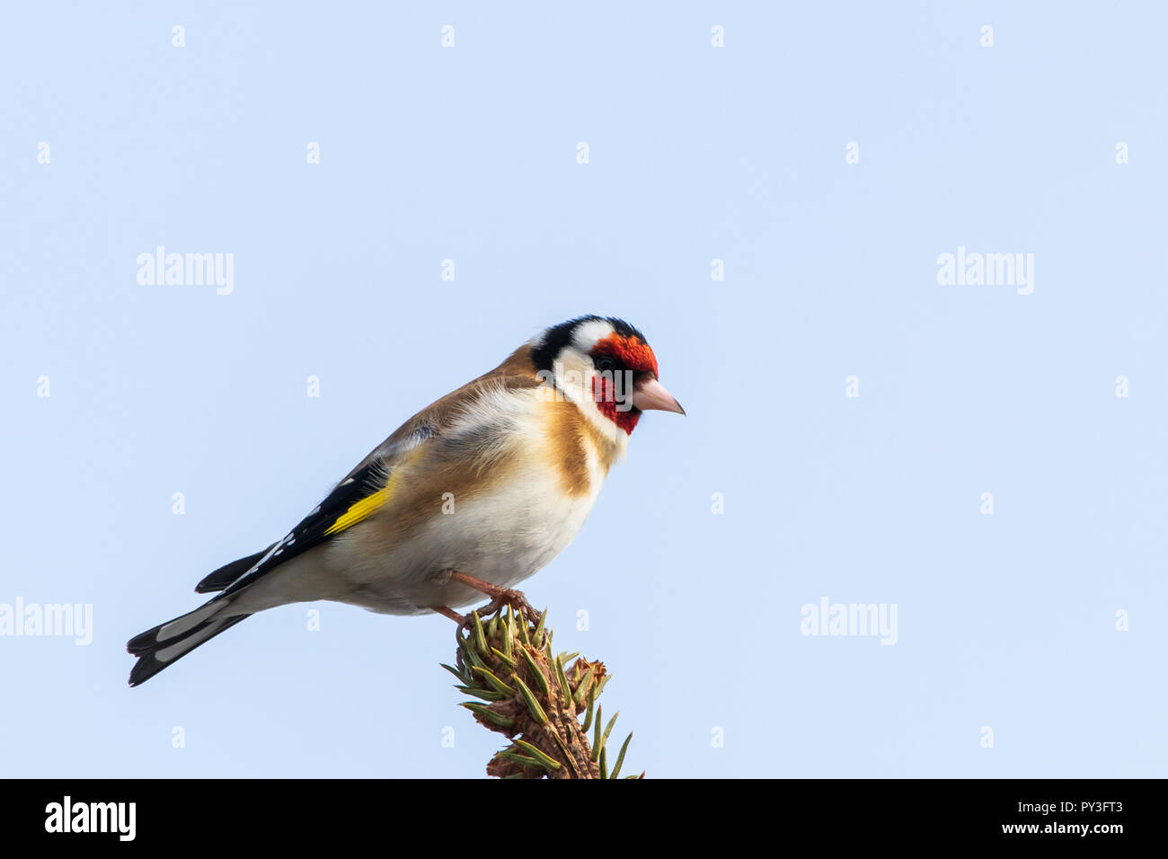 Finch wings hi-res stock photography and images - Alamy
