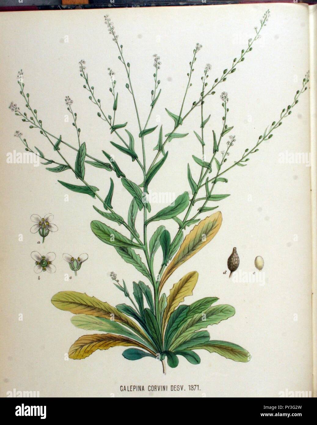 Calepina corvini — Flora Batava — Volume v18 Stock Photo - Alamy