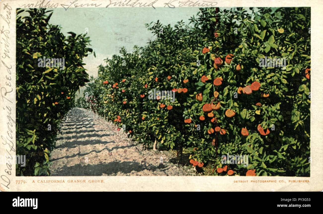 California - A California Orange Grove Stock Photo - Alamy