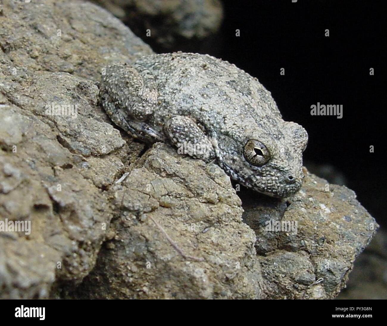 California Tree Frog Stock Photo - Alamy