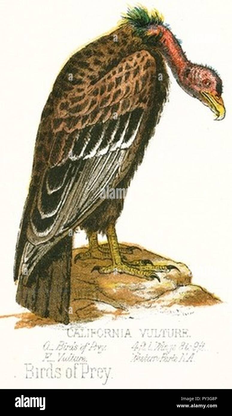 California Vulture Drawing Stock Photo - Alamy