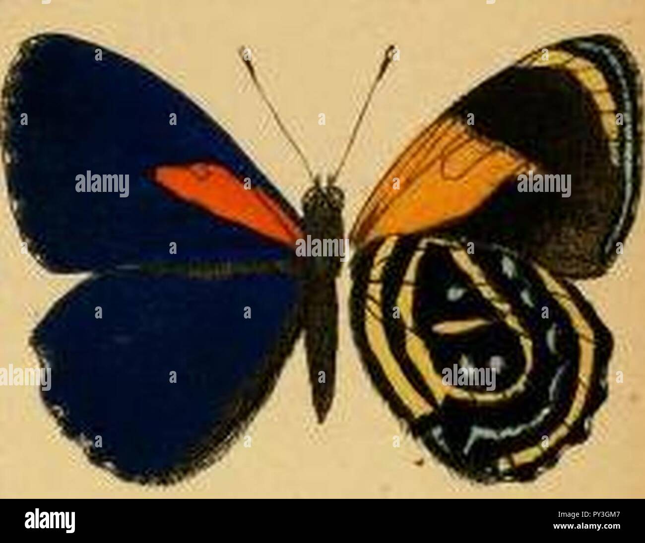 Callicore hi-res stock photography and images - Alamy