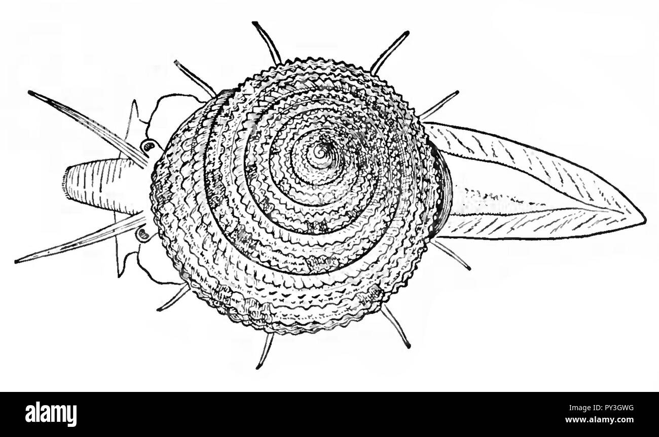 Calliostoma bairdii drawing Stock Photo - Alamy