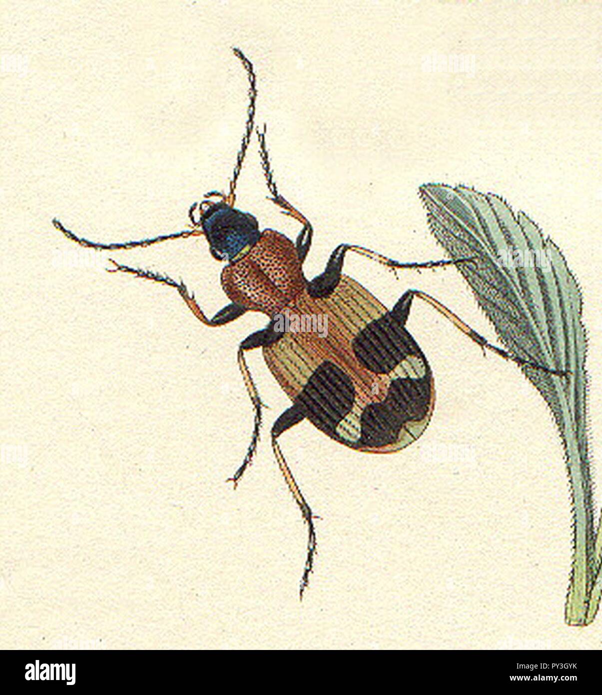 Callistus hi-res stock photography and images - Alamy