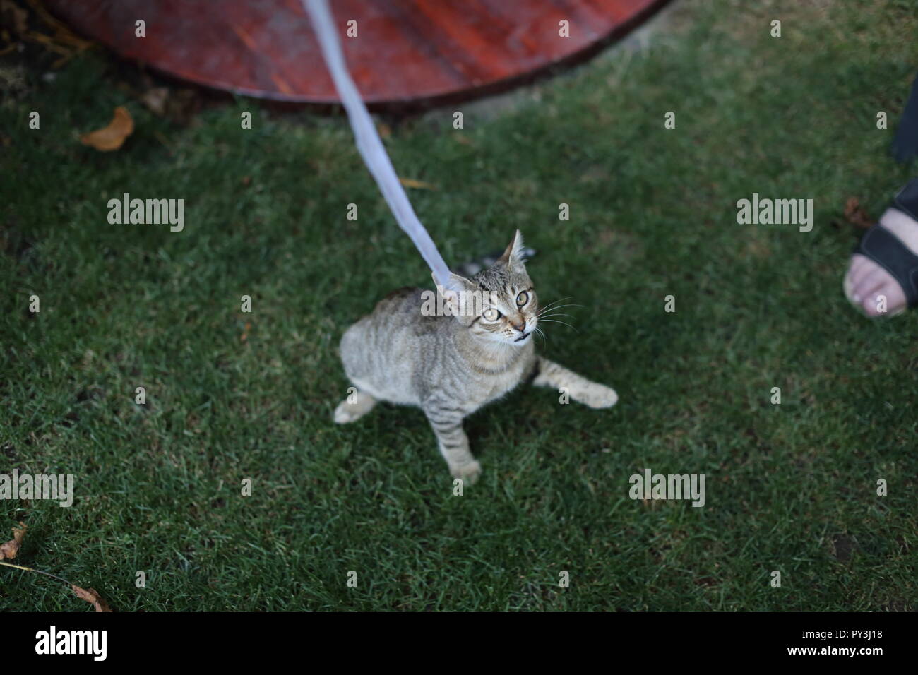 Funny kitten playing with a ribbon Stock Photo - Alamy