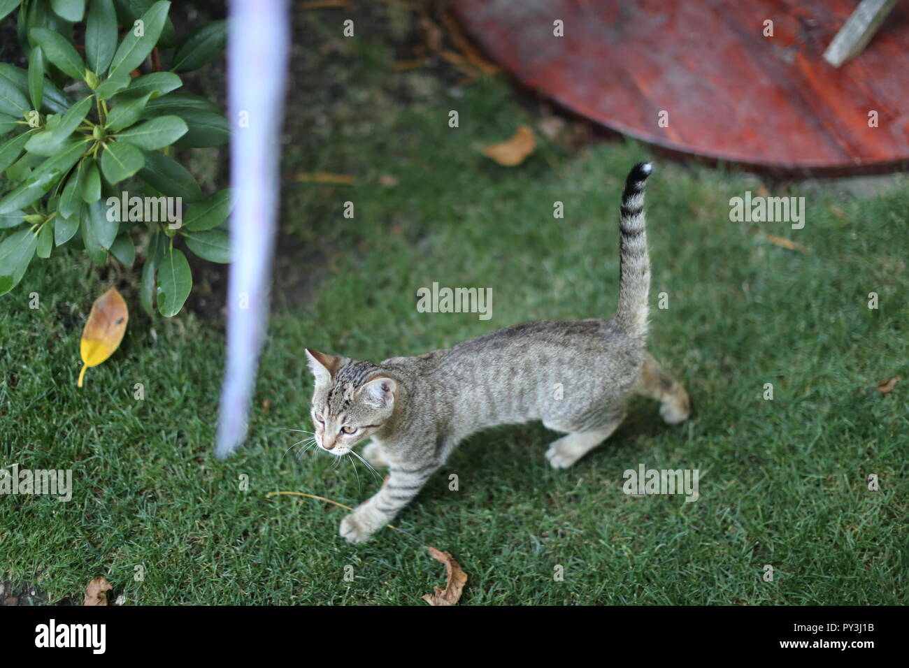 Funny kitten playing with a ribbon Stock Photo - Alamy
