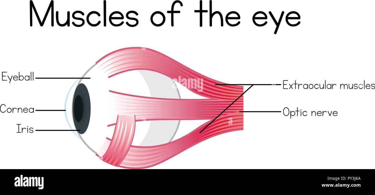 Human Muscles of the Eye illustration Stock Vector Image & Art - Alamy
