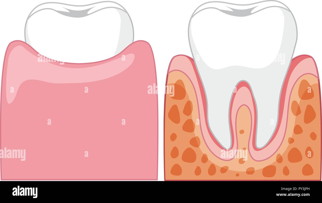 A Cartoon of Human Teeth illustration Stock Vector Image & Art - Alamy