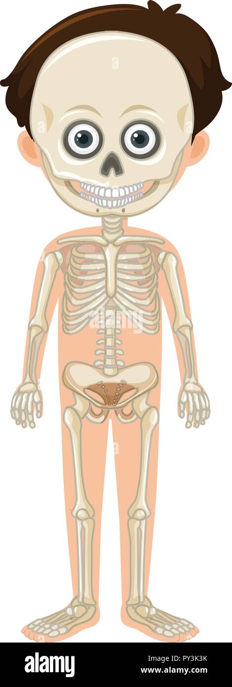 Human male skeleton body Stock Vector Images - Alamy