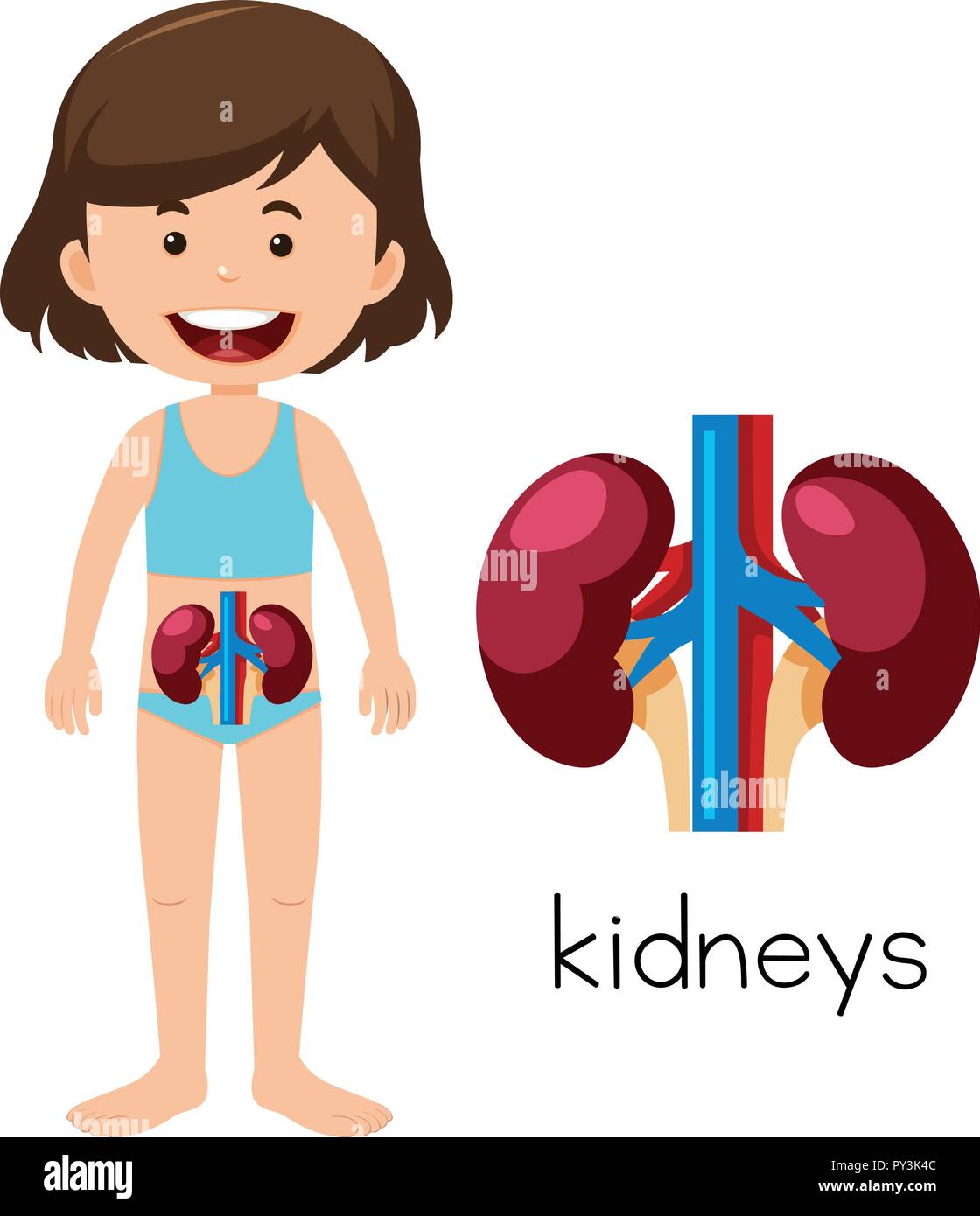 Kidneys Diagram For Kids