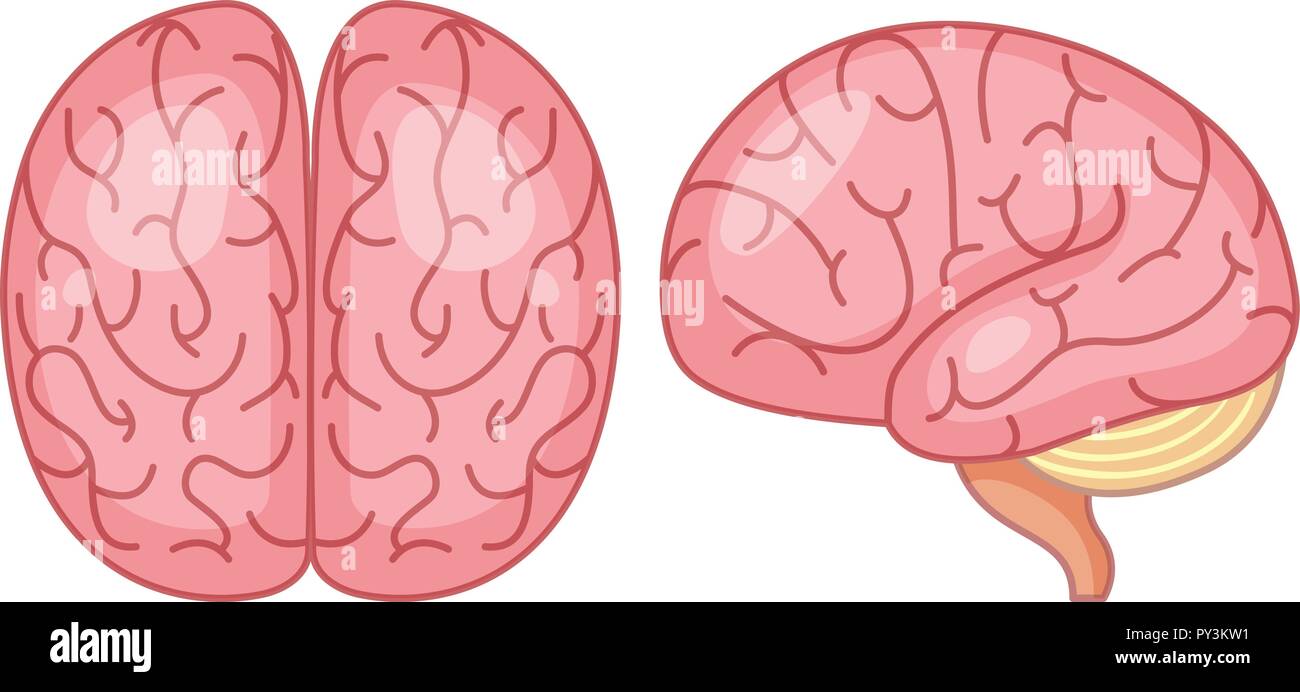 top and side view of brain illustration Stock Vector Image & Art - Alamy