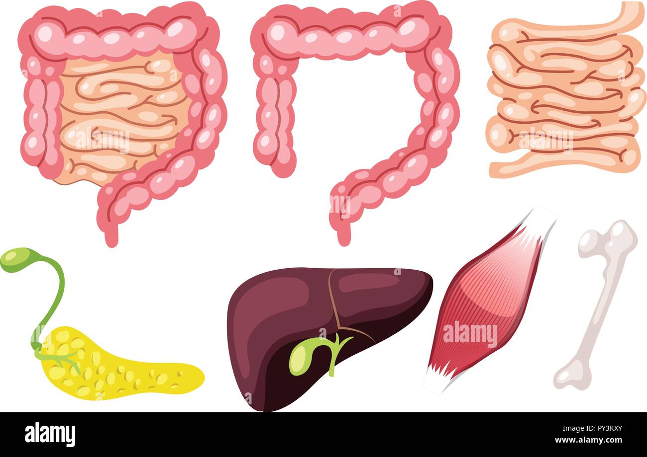 A Set of Human organ illustration Stock Vector Image & Art - Alamy