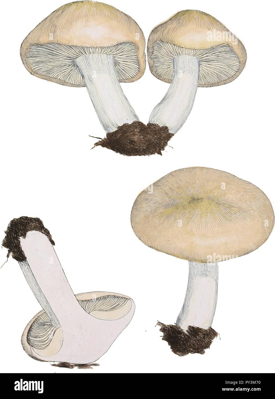 Calocybe gambosa, James Sowerby, 1803 Stock Photo - Alamy