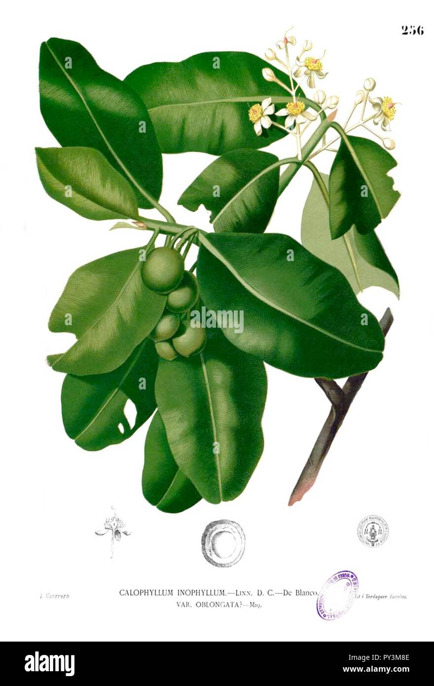 Calophyllum Inophyllum High Resolution Stock Photography and Images - Alamy