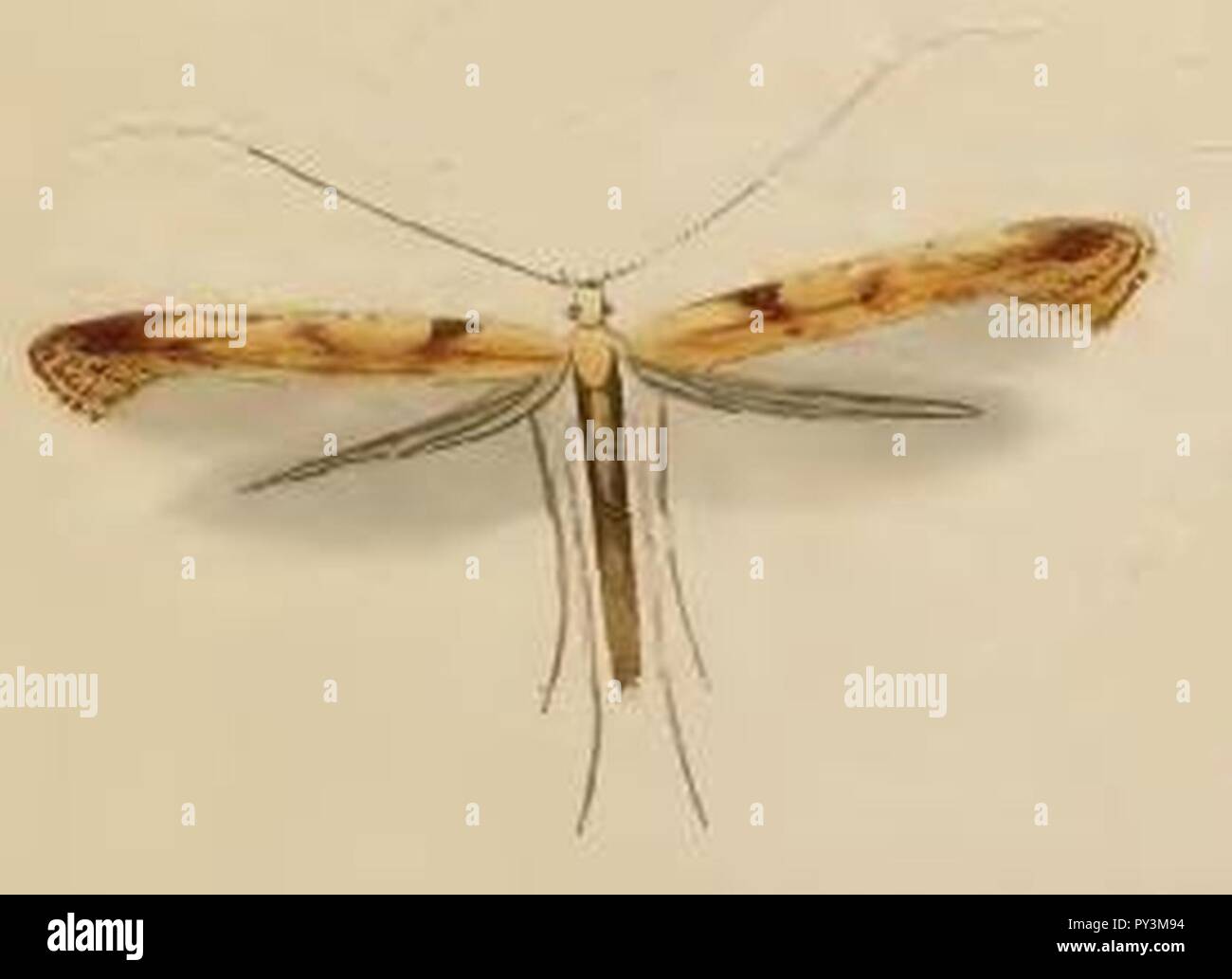 Caloptilia hemidactylella ill Stock Photo - Alamy