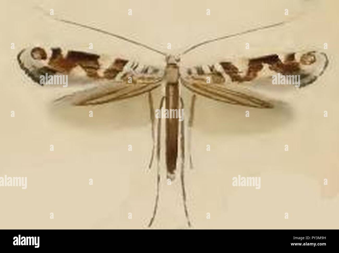 Caloptilia syringella ill Stock Photo - Alamy