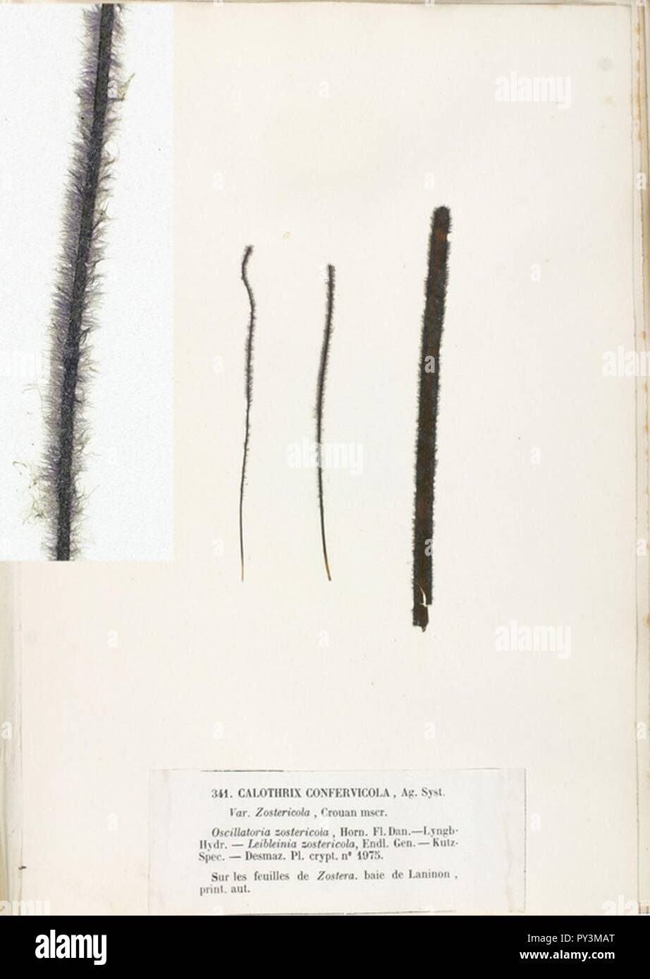 Calothrix confervicola var. zostericola Crouan Stock Photo - Alamy