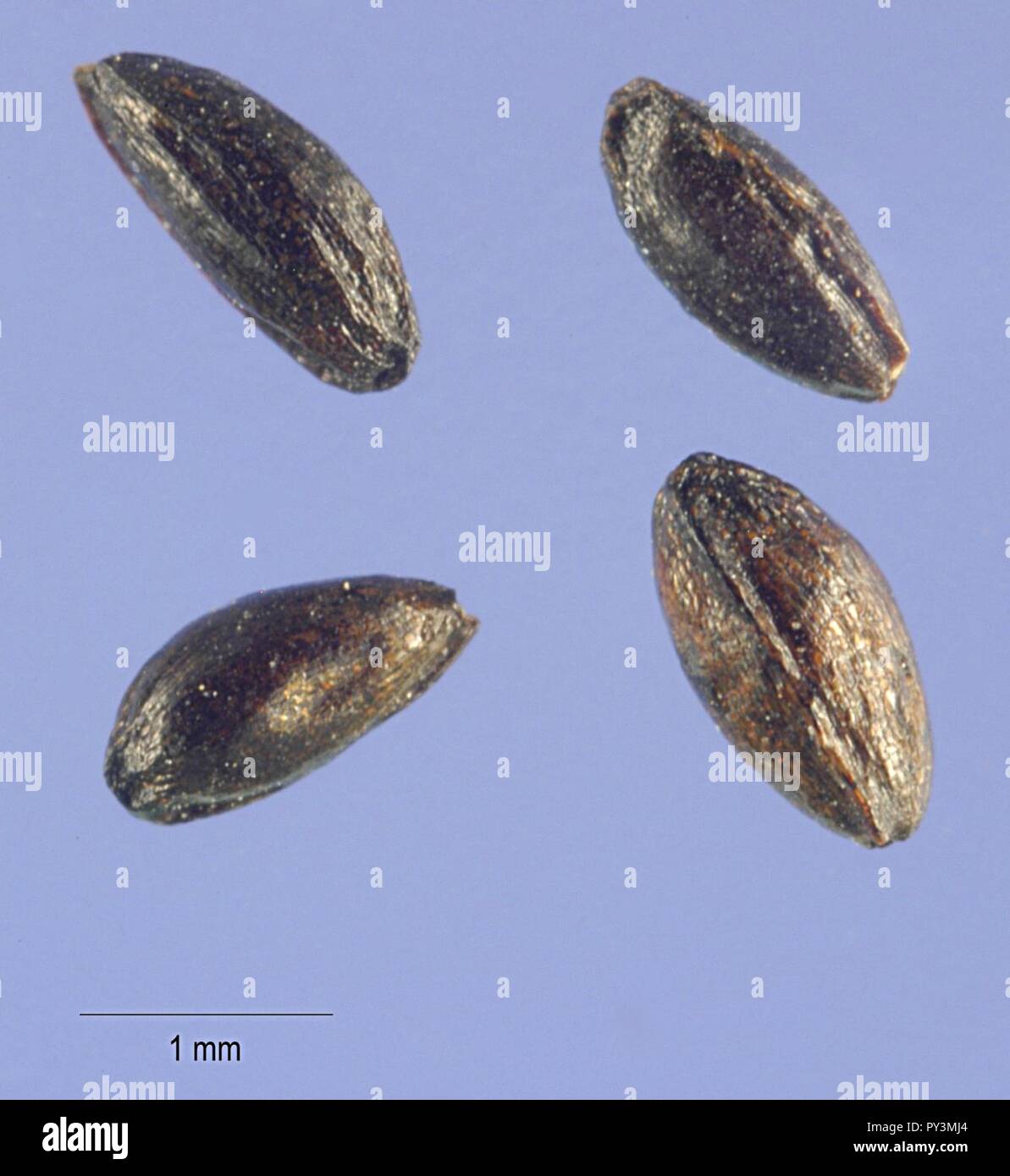 Caltha palustris seeds USDA Stock Photo - Alamy