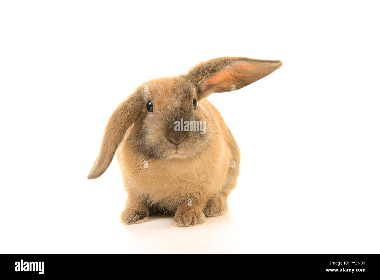 Cute brown young rabbit seen from the front isolated on a white ...