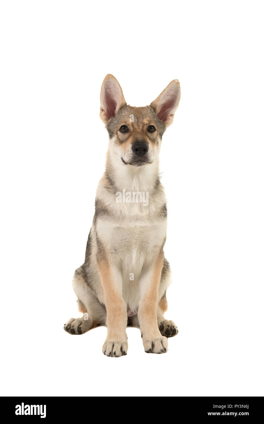 Cute tamaskan hybrid puppy isolated on a white background seen from the ...