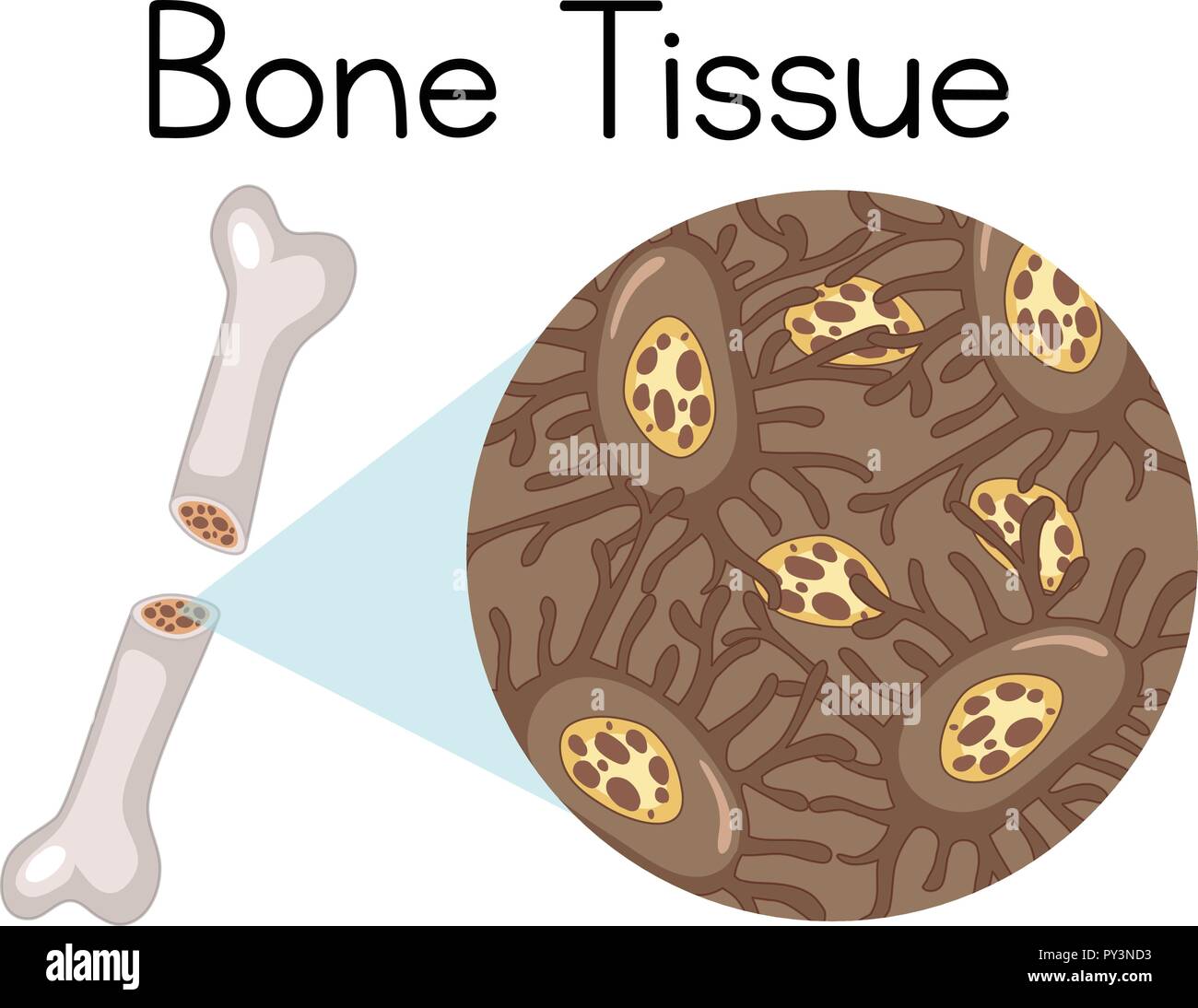 Tissue therapy Stock Vector Images - Alamy