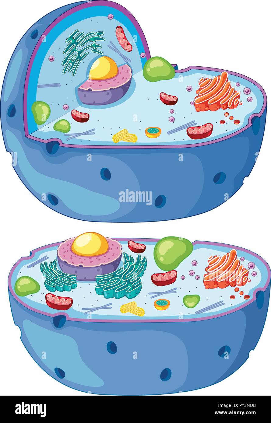Plant cell Stock Vector Images - Alamy