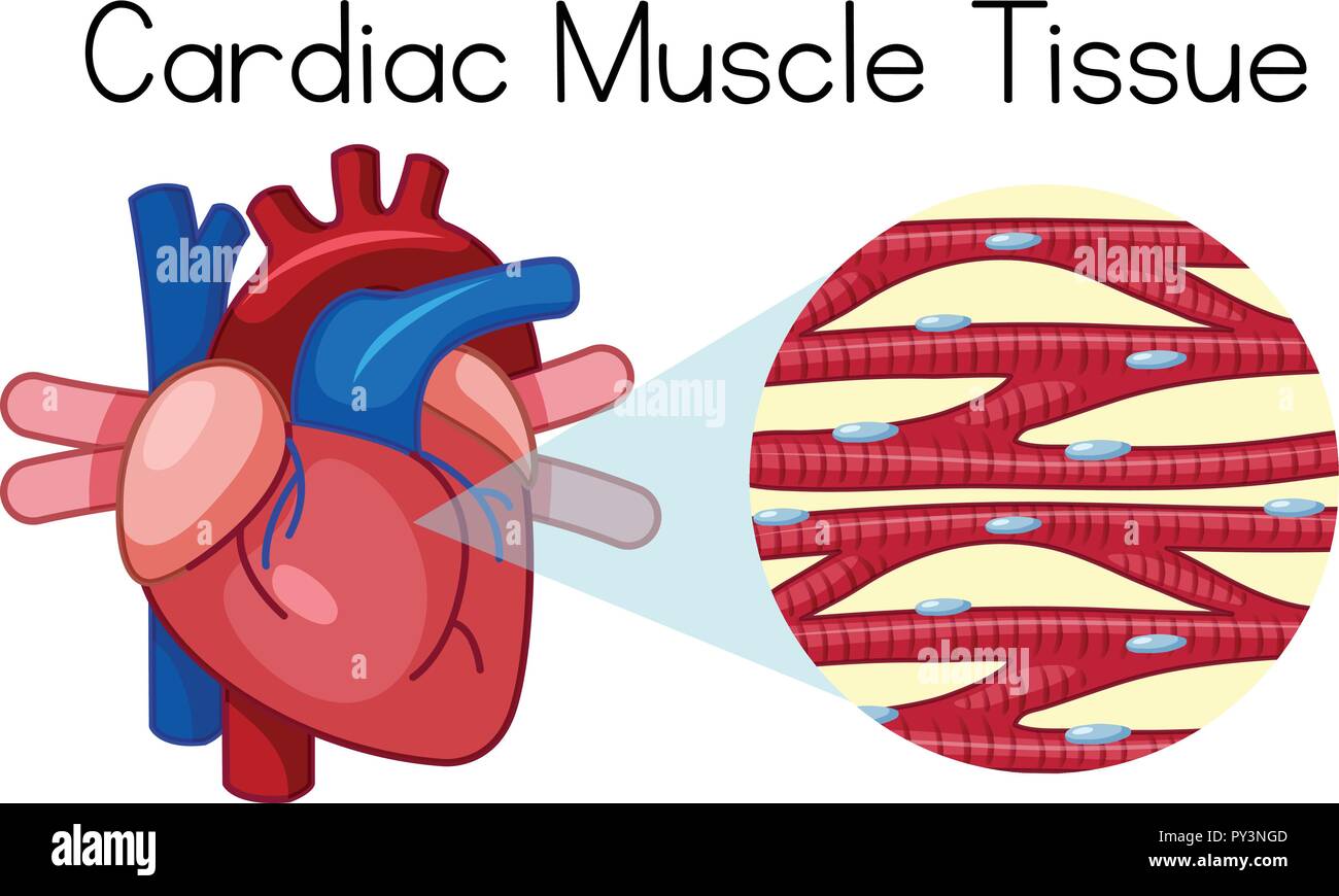 Cardiac muscle hi-res stock photography and images - Alamy