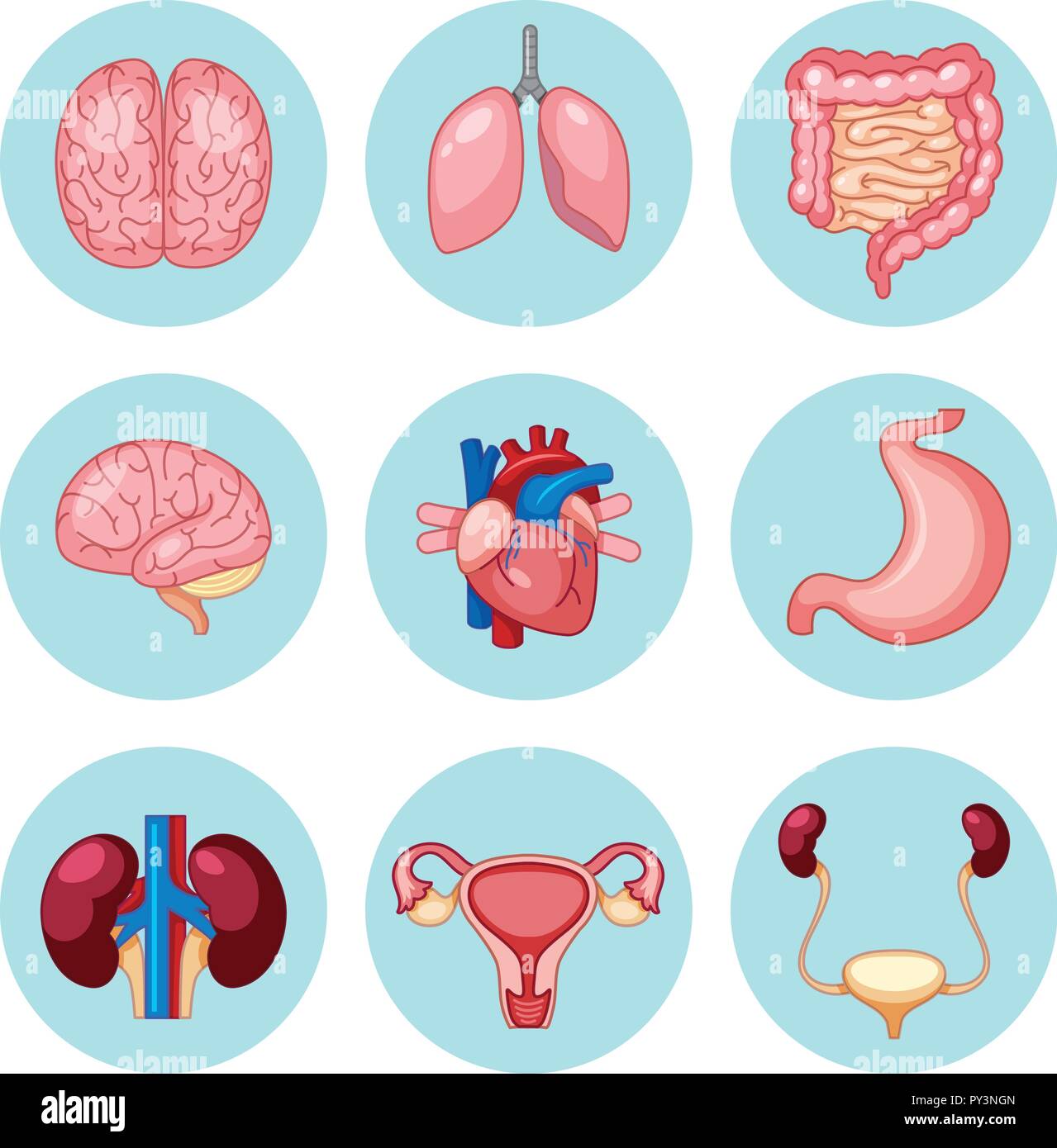 Human internal organs drawing Stock Vector Images - Alamy
