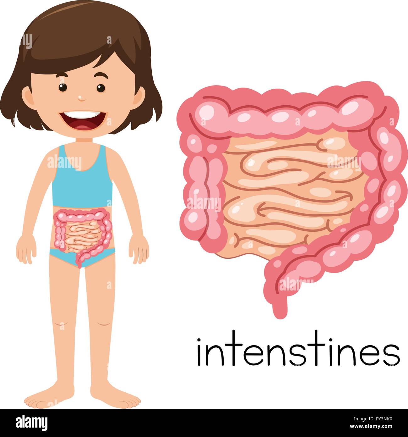 Internal organs girl illustration hi-res stock photography and images ...