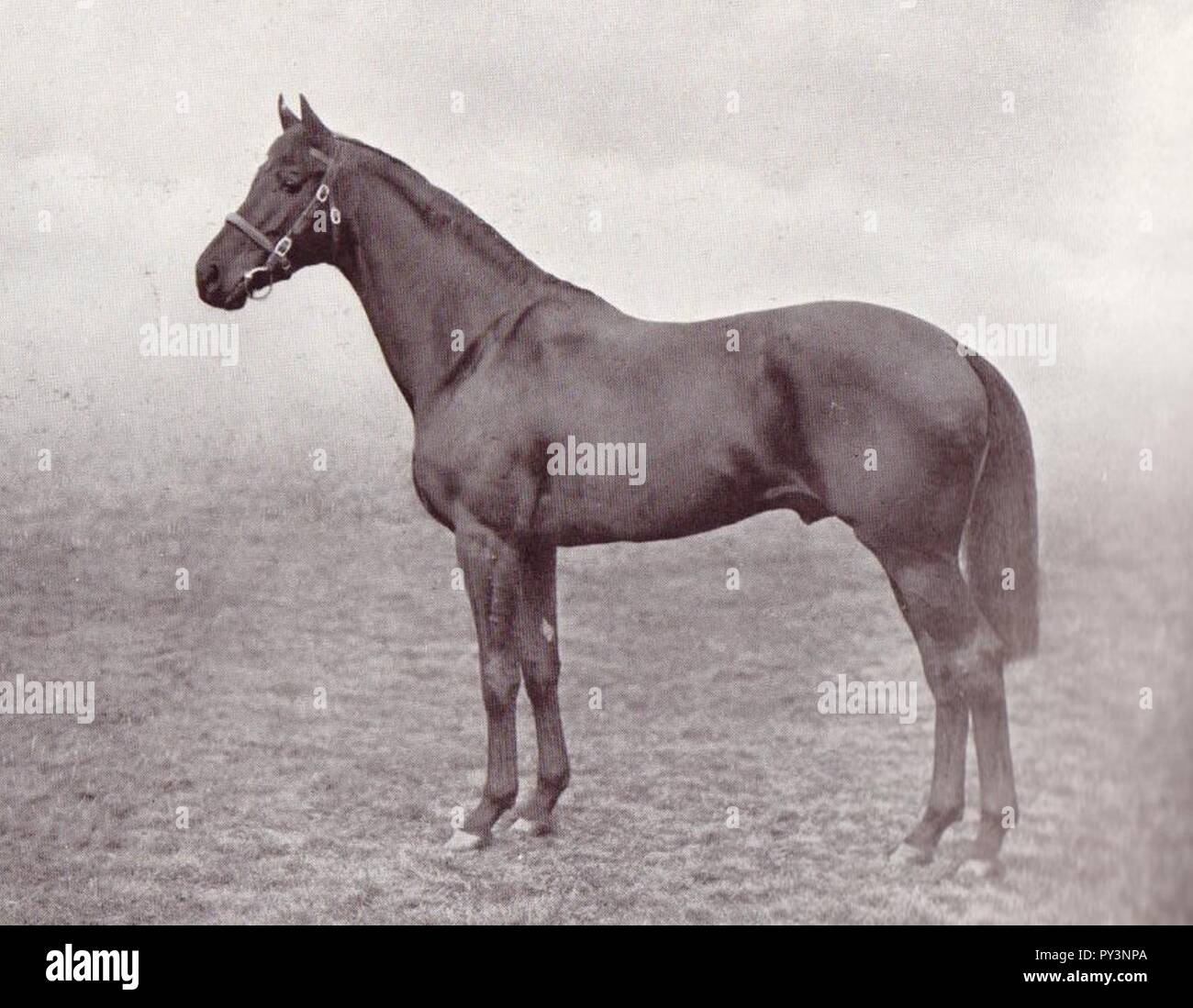 Cameronian hi-res stock photography and images - Alamy