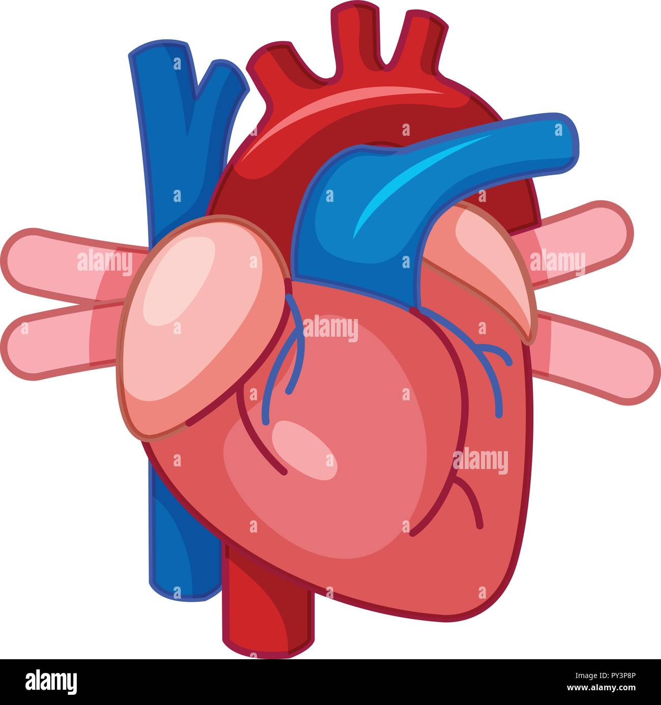A Cartoon of Human Heart illustration Stock Vector Image & Art - Alamy