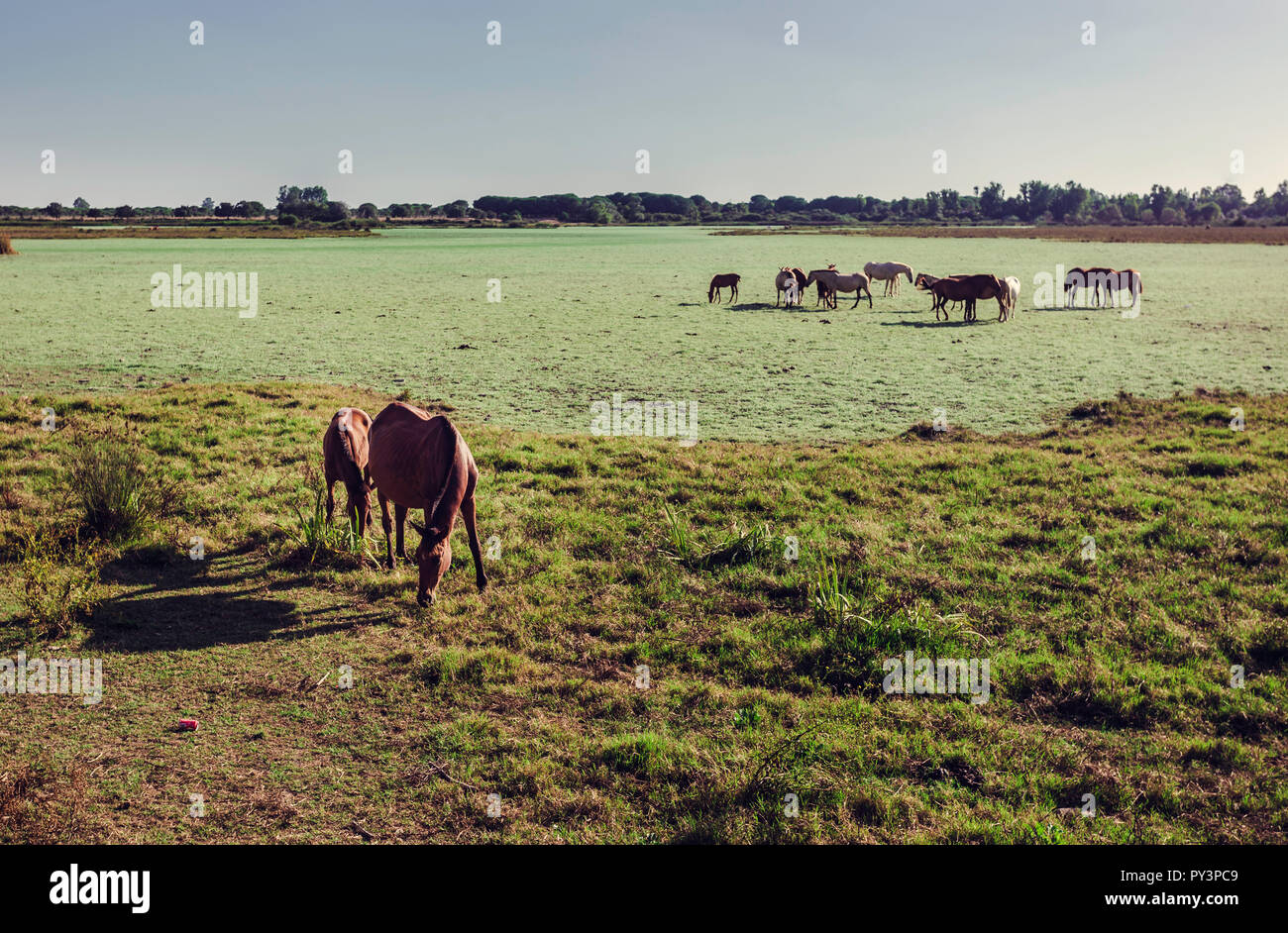 Wild mare with her foal eating grass in the marshes of El Rocío with ...