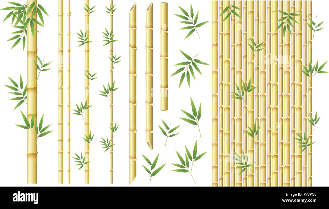 Set of different bamboo illustration Stock Vector Image & Art - Alamy