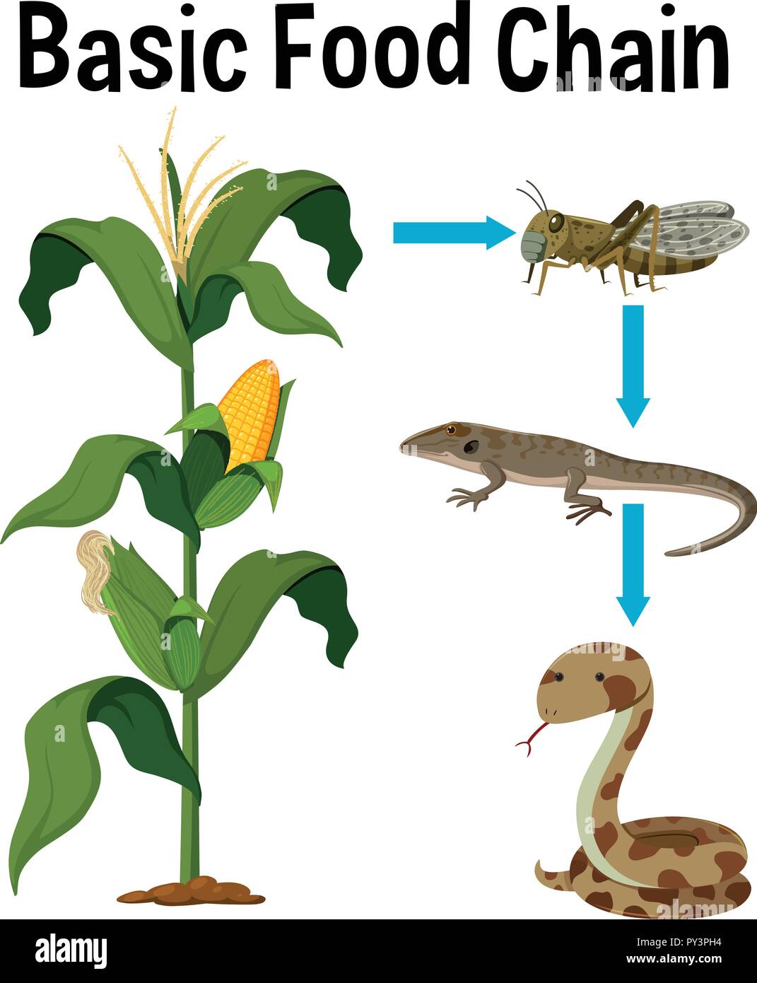 Animal food chain illustration hi-res stock photography and images - Alamy