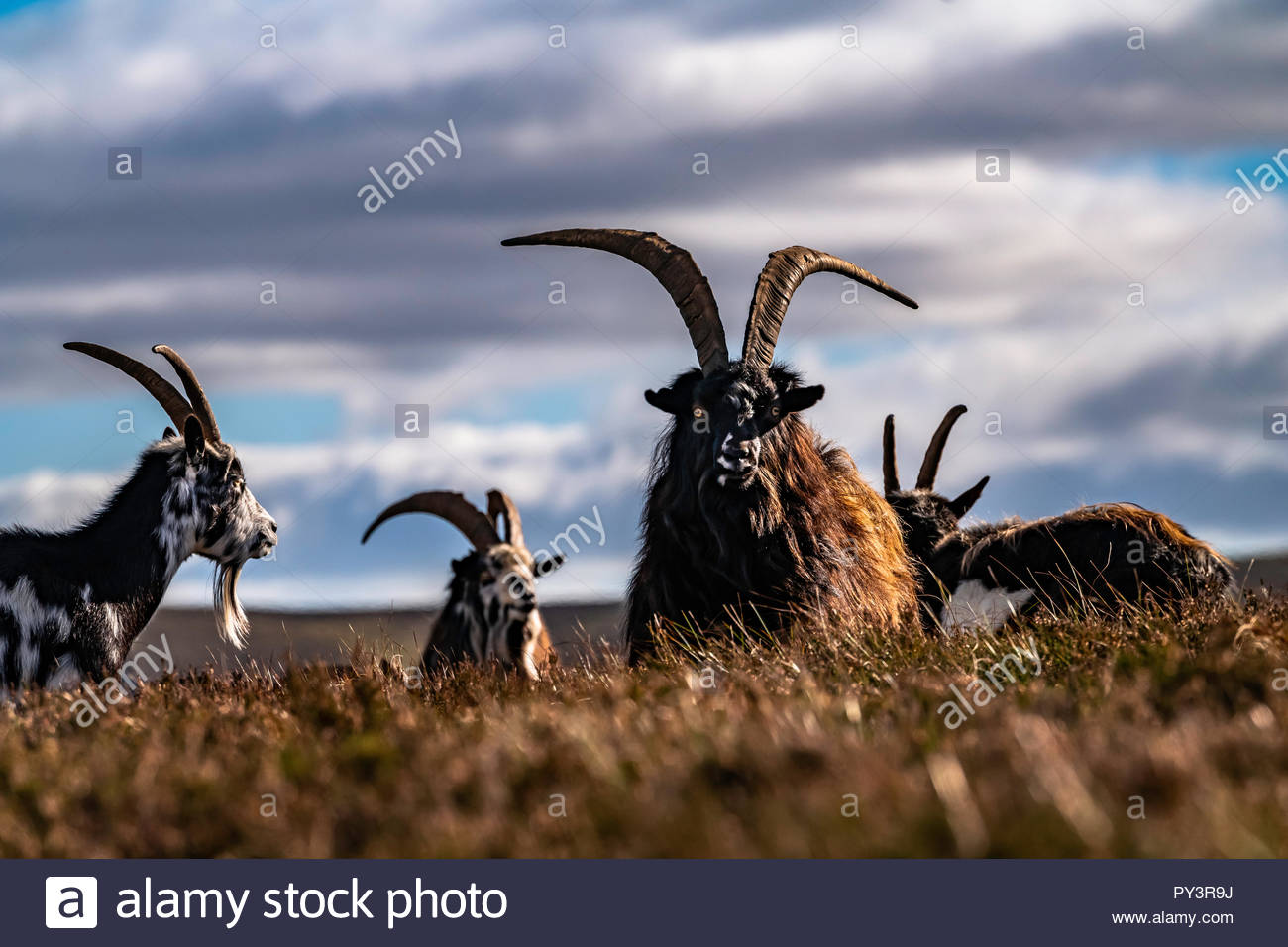 Feral Goat Scotland High Resolution Stock Photography and Images - Alamy