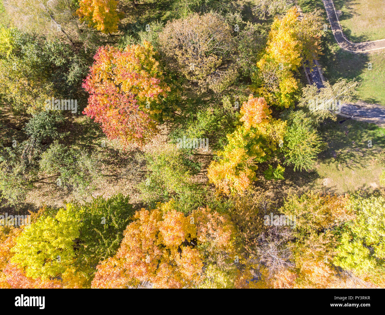 aerial top view of park trees with gold bright foliage Stock Photo - Alamy