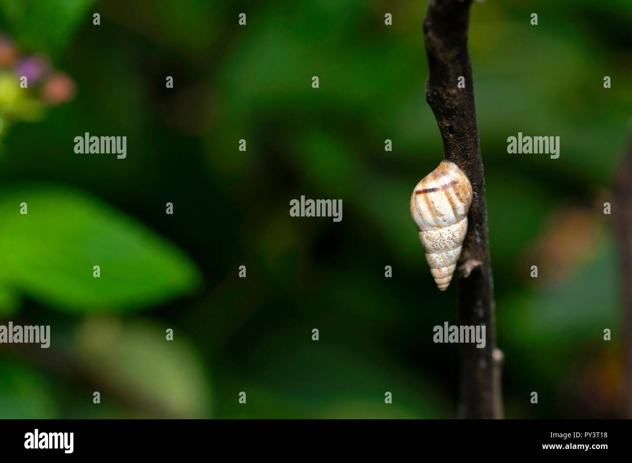 White tree snail shell on a plant near Pune, Maharashtra Stock Photo ...