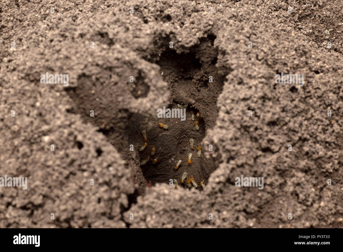 Termite nest entrance hi-res stock photography and images - Alamy